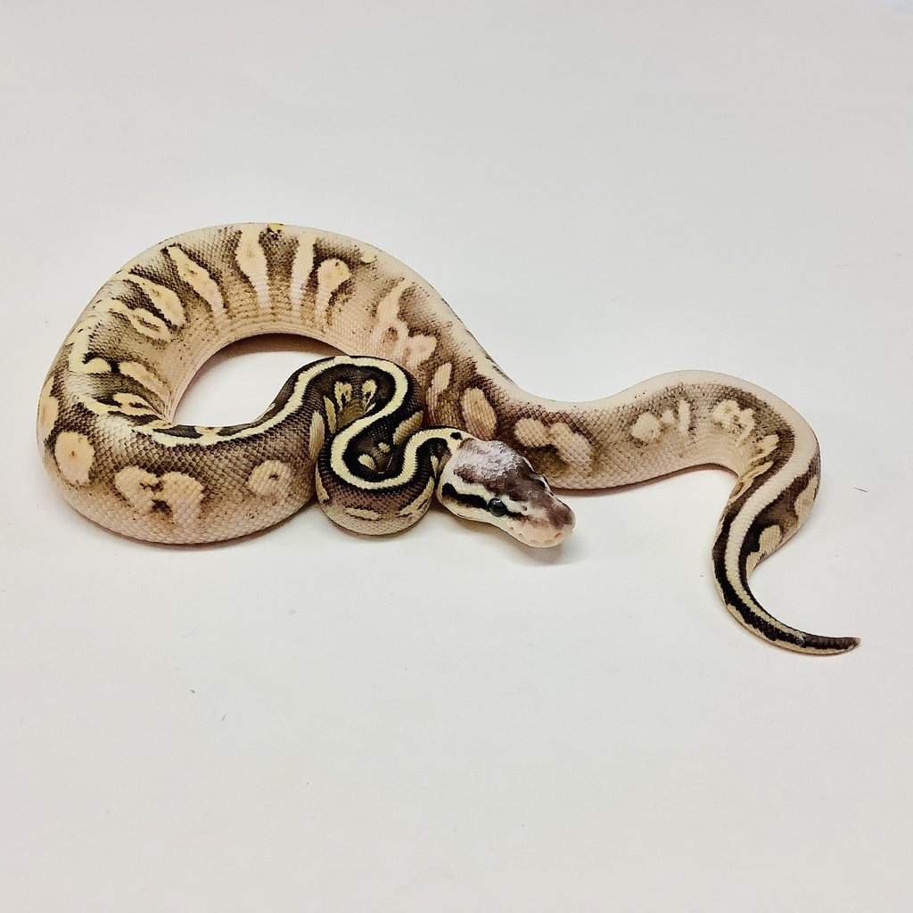 Super Pastel Calico Ball Python by BHB Reptiles - MorphMarket