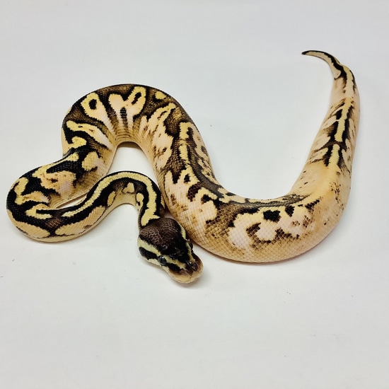 Super Pastel Calico Ball Python by BHB Reptiles