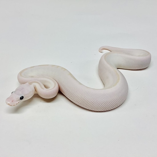 Super Russo Ball Python by BHB Reptiles