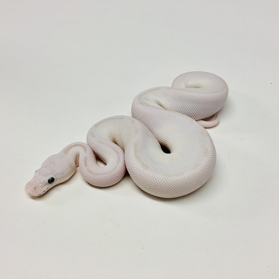 Super Russo Ball Python by BHB Reptiles