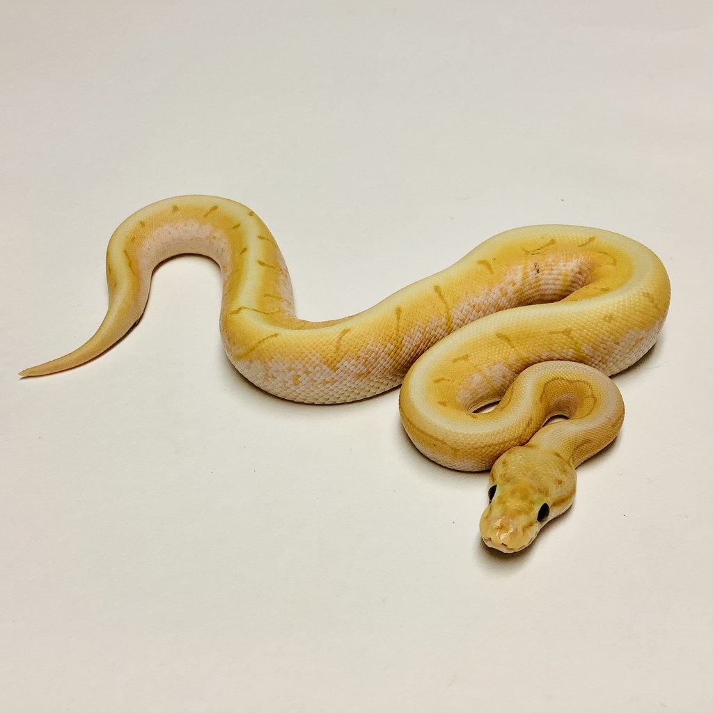 Banana Fire Spider Ball Python by BHB Reptiles - MorphMarket