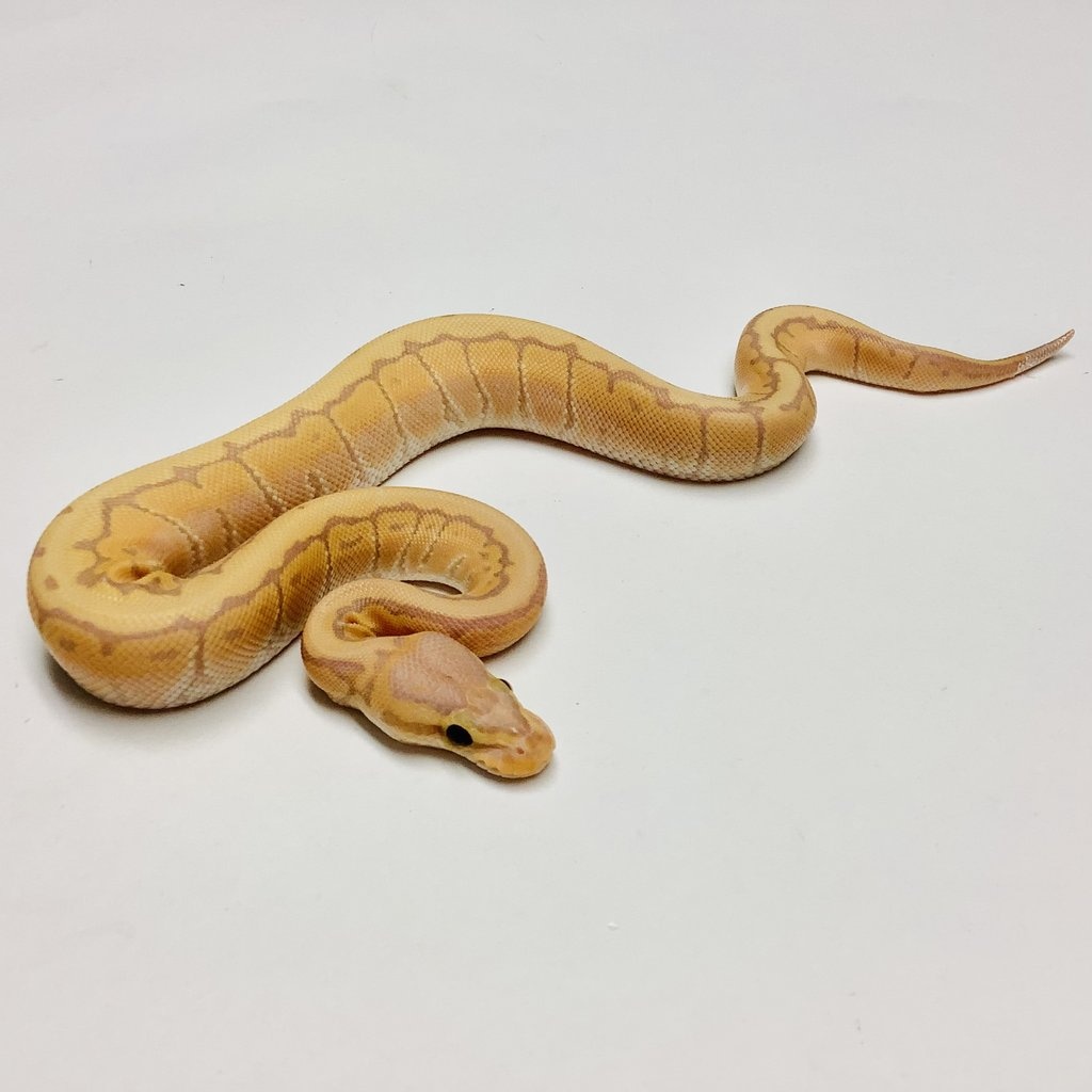 Banana Pinstripe Ball Python by BHB Reptiles - MorphMarket