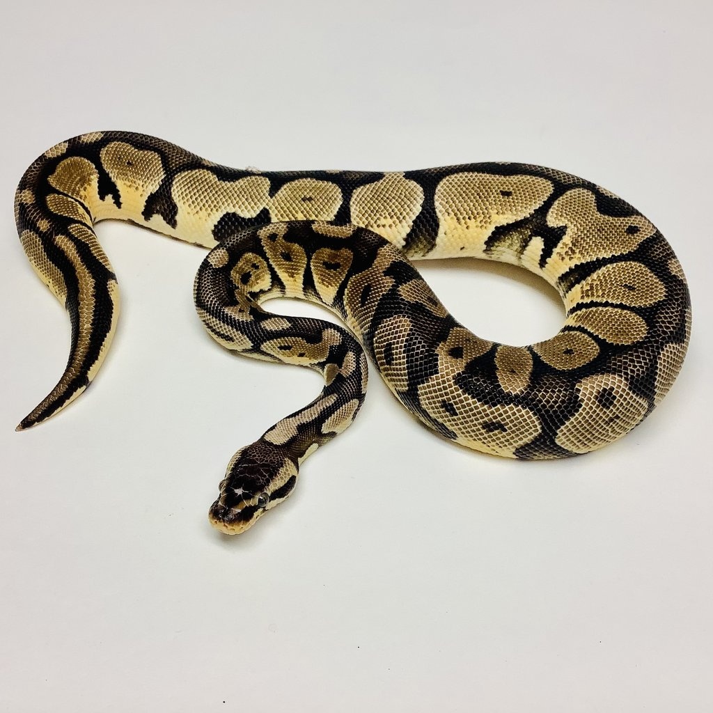 Pastel Scaleless Head Ball Python by BHB Reptiles - MorphMarket