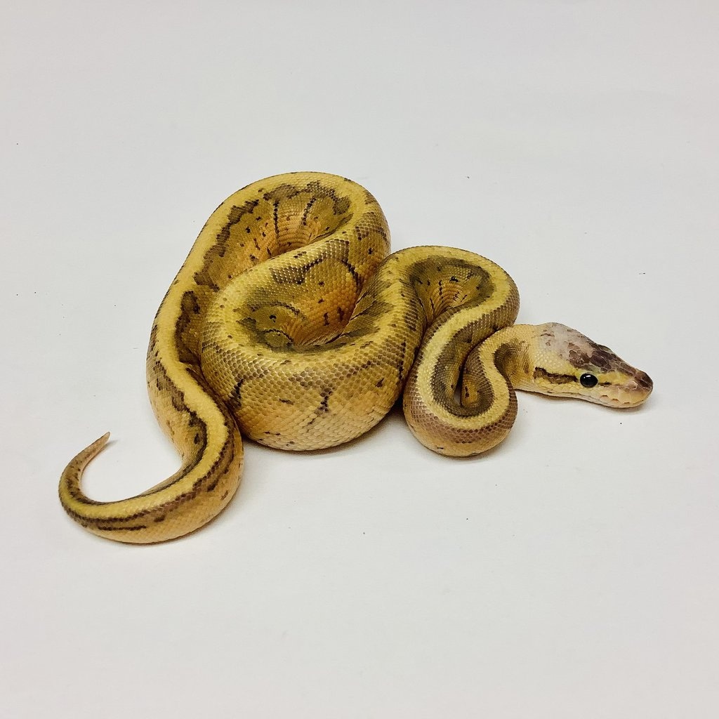 Super Blast Red Stripe Ball Python by BHB Reptiles - MorphMarket