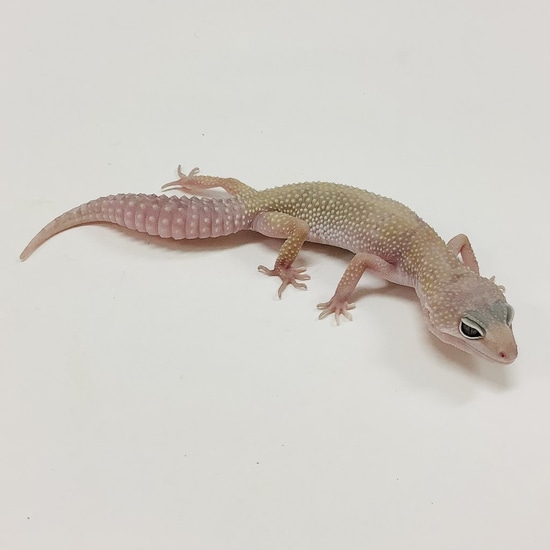 Mack Snow Murphy Patternless Leopard Gecko by BHB Reptiles
