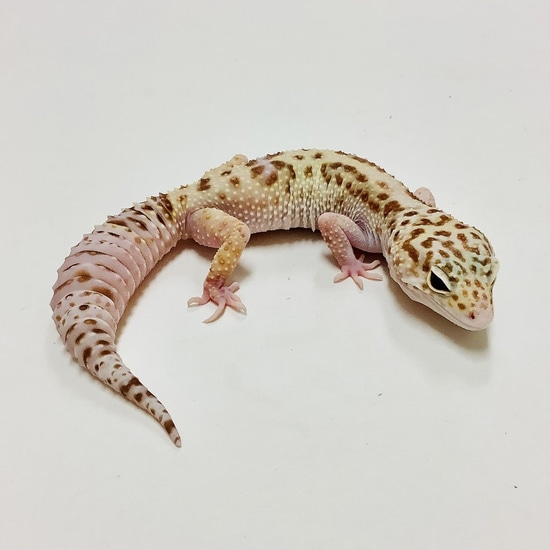 Mack Snow Raptor W/Y Leopard Gecko by BHB Reptiles
