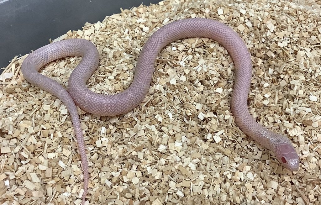 Snow Het Lavender Snow - California Kingsnake by BHB Reptiles - MorphMarket