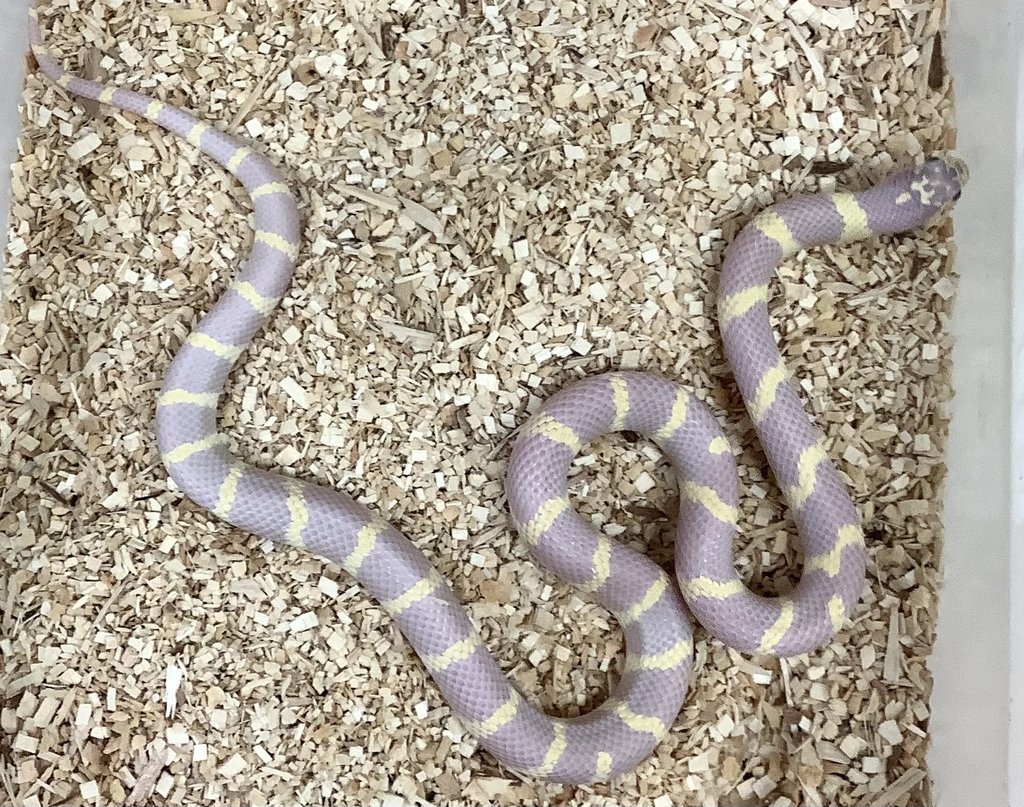 Lavender Het Lavender Snow- California Kingsnake by BHB Reptiles ...