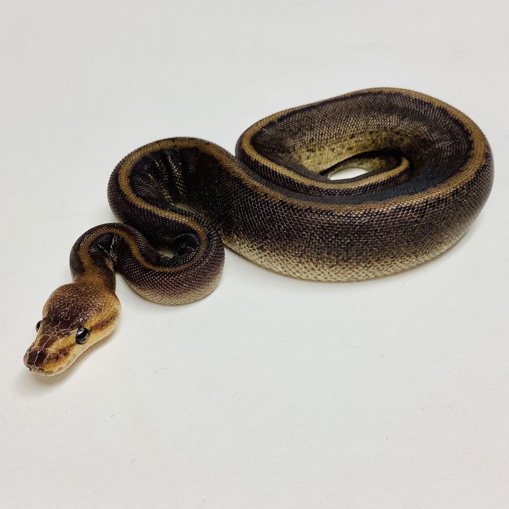 Camo Ball Python by BHB Reptiles - MorphMarket