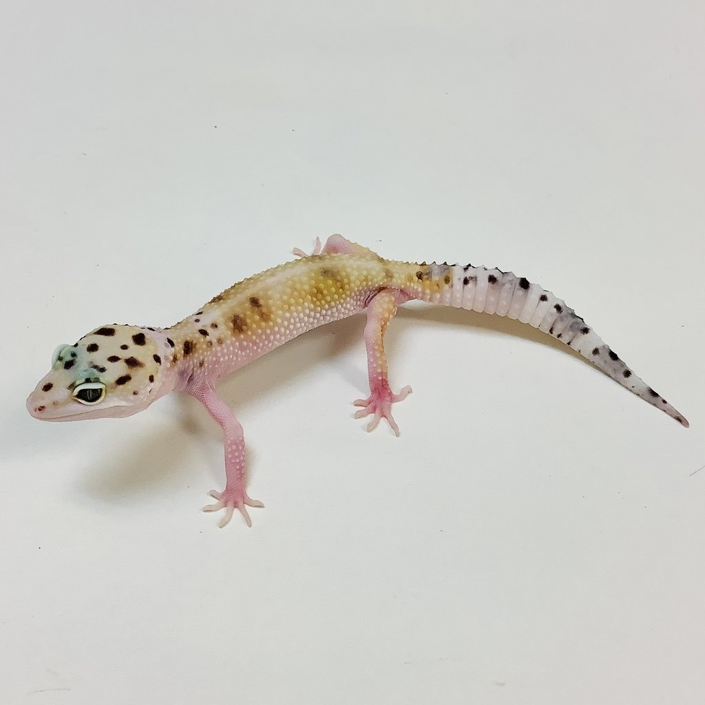 Hypo Mack Snow W/Y Het Eclipse Leopard Gecko by BHB Reptiles - MorphMarket