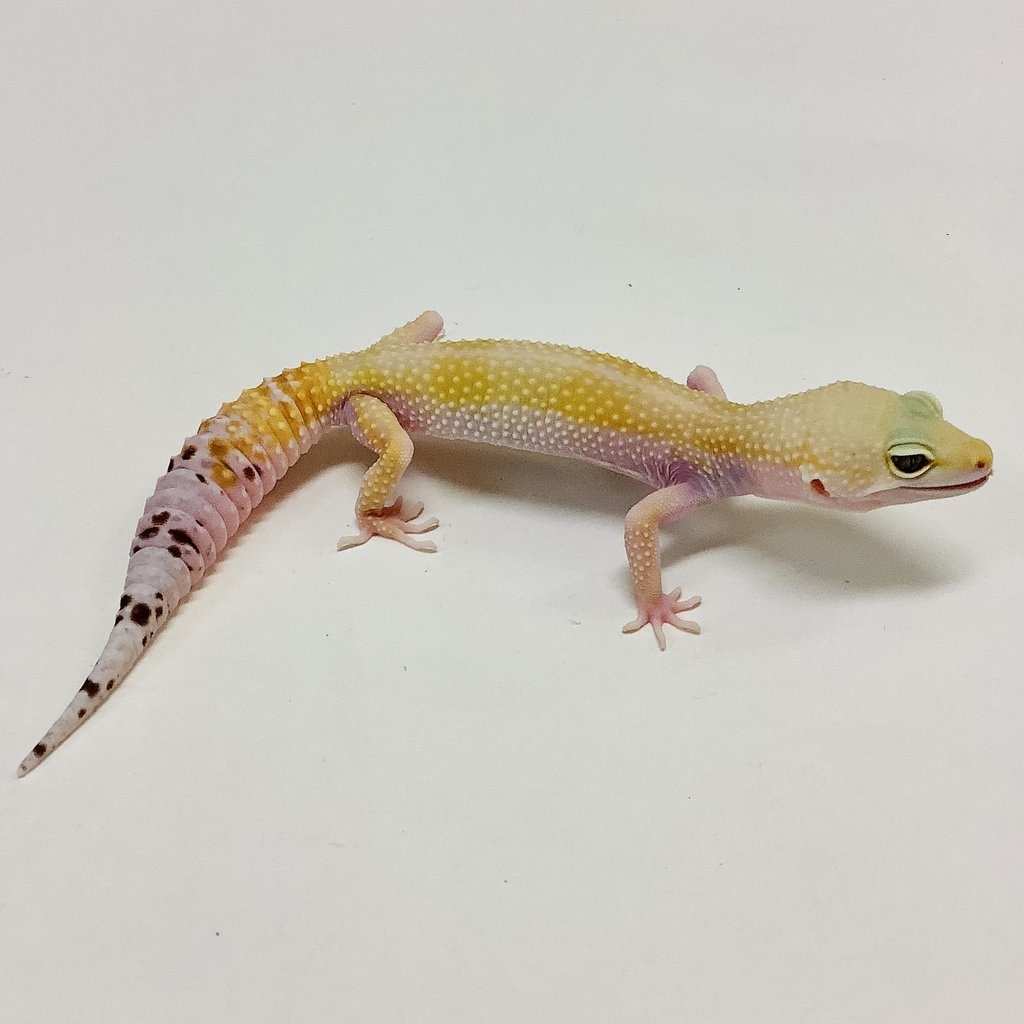 Super Hypo Tangerine Carrot Tail Baldy W/Y Leopard Gecko by BHB ...