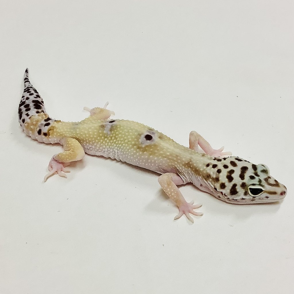 Hypo Mack Snow Marble Eye Leopard Gecko by BHB Reptiles - MorphMarket