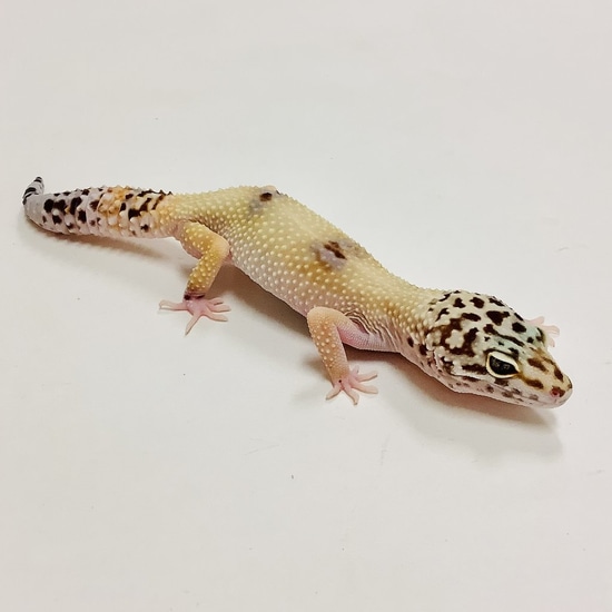 Hypo Mack Snow Marble Eye W/Y Het Tremper Albino Leopard Gecko by BHB ...