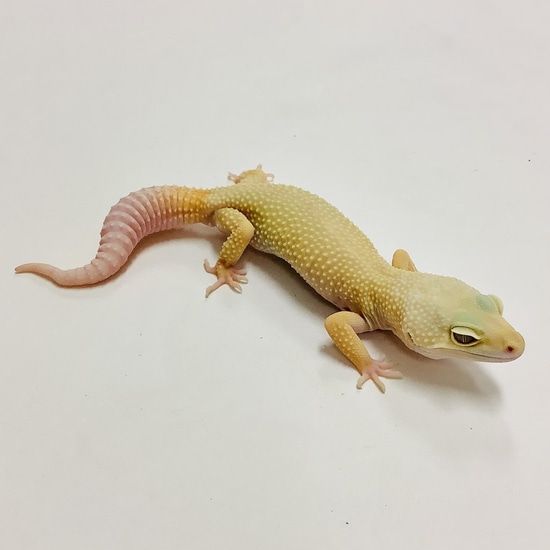 Albino Tremper Murphy Patternless Leopard Gecko by BHB Reptiles