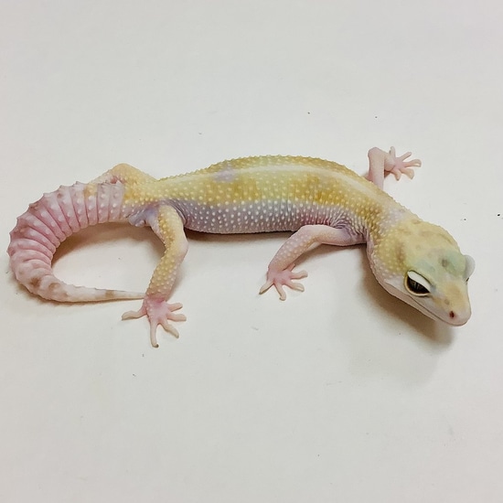 Hypo Mack Snow Tremper Albino W/Y Leopard Gecko by BHB Reptiles