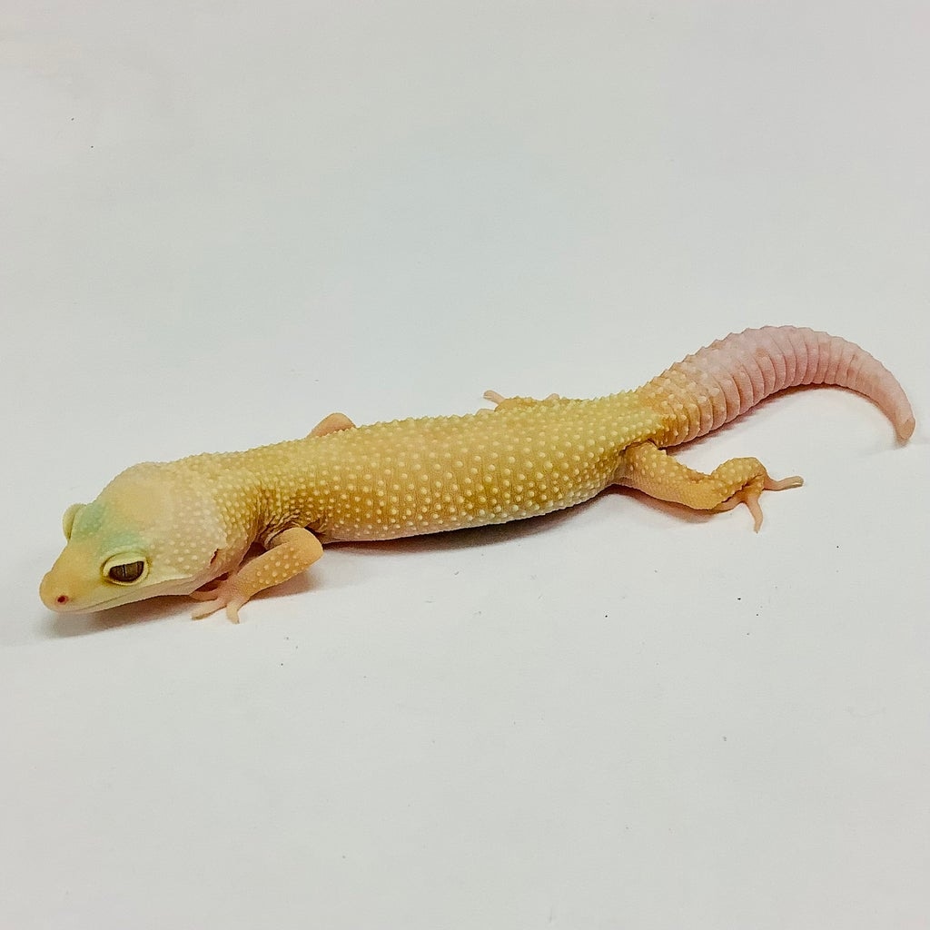 Albino Tremper Murphy Patternless Leopard Gecko by BHB Reptiles ...