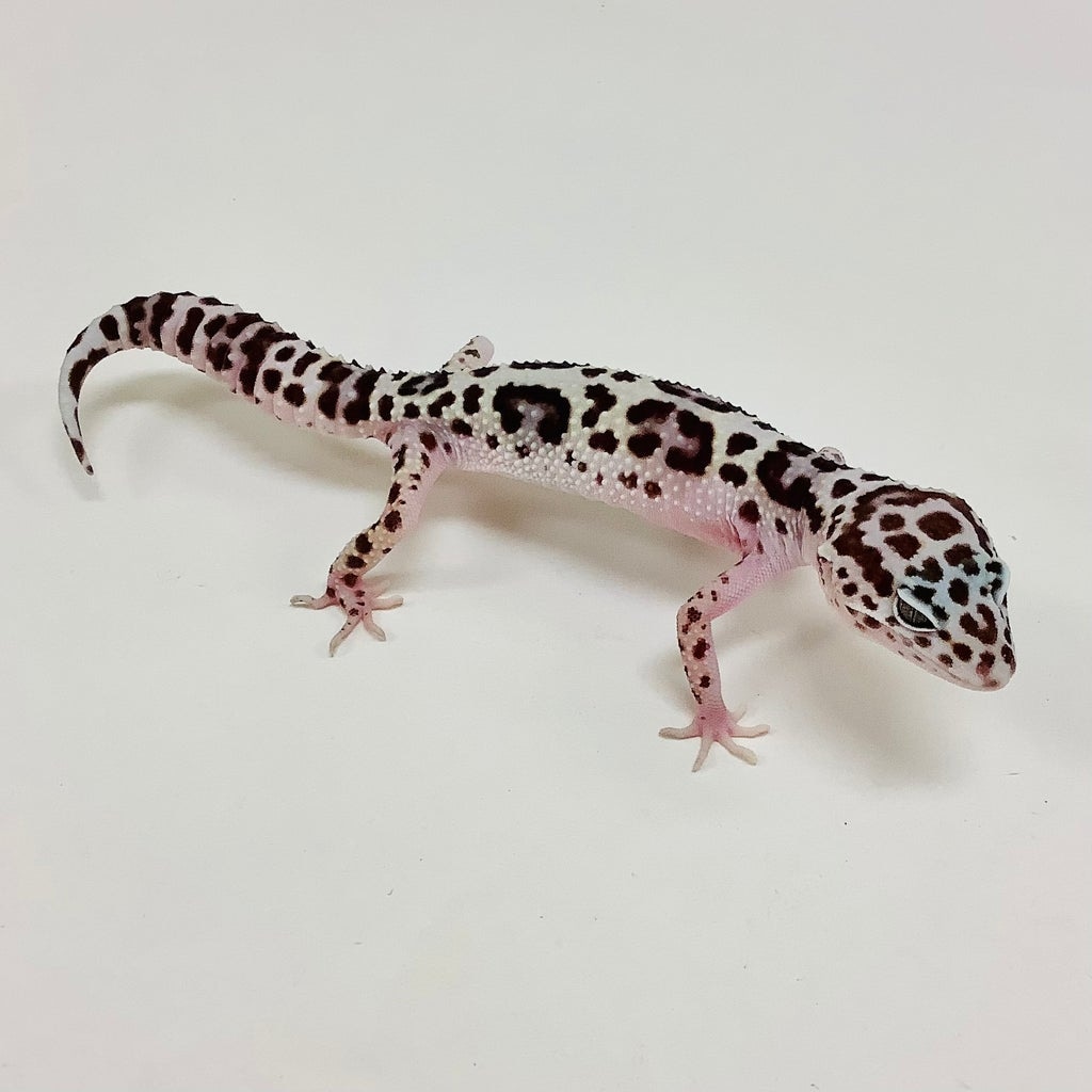 Bandit Mack Snow Leopard Gecko by BHB Reptiles - MorphMarket