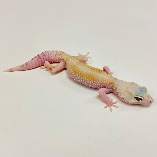 Hypo Mack Snow Tremper Albino W/Y Leopard Gecko by BHB Reptiles