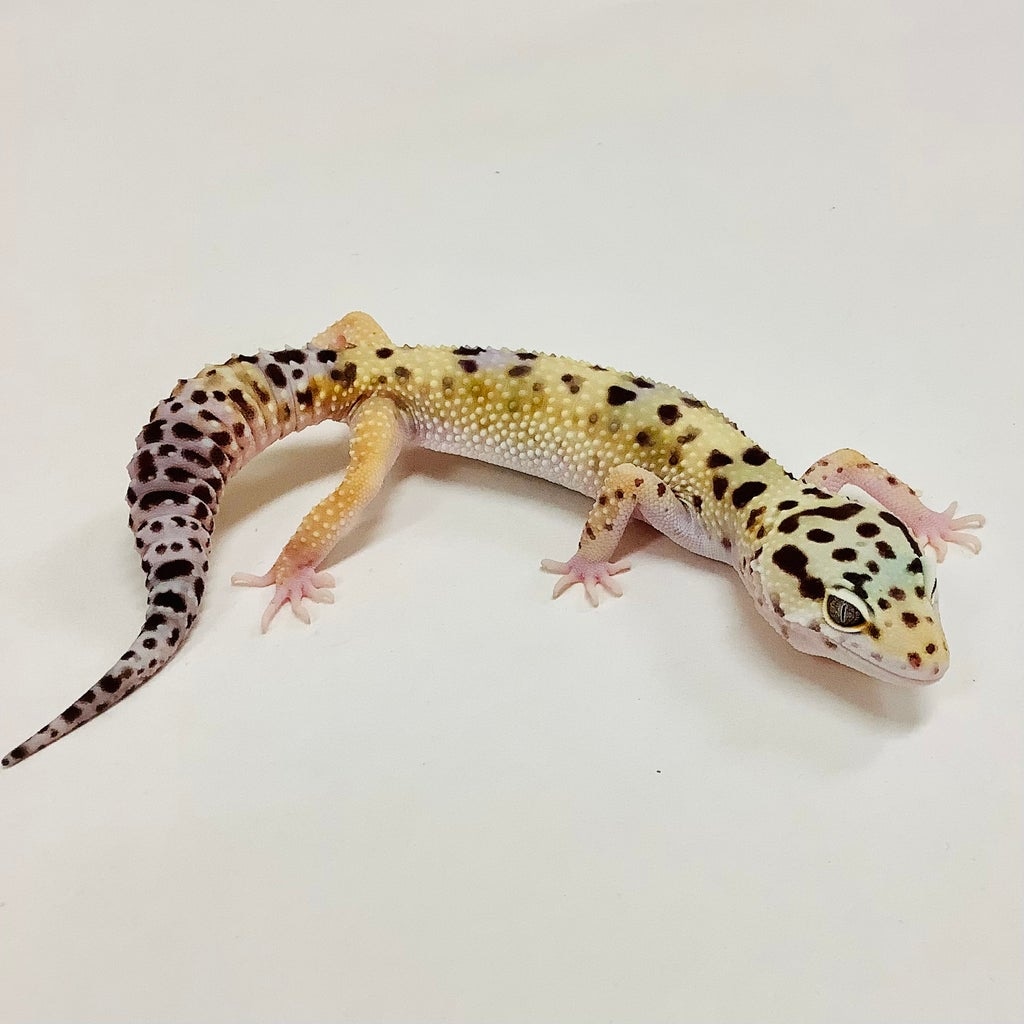 Hypo Mack Snow W/Y Leopard Gecko by BHB Reptiles - MorphMarket