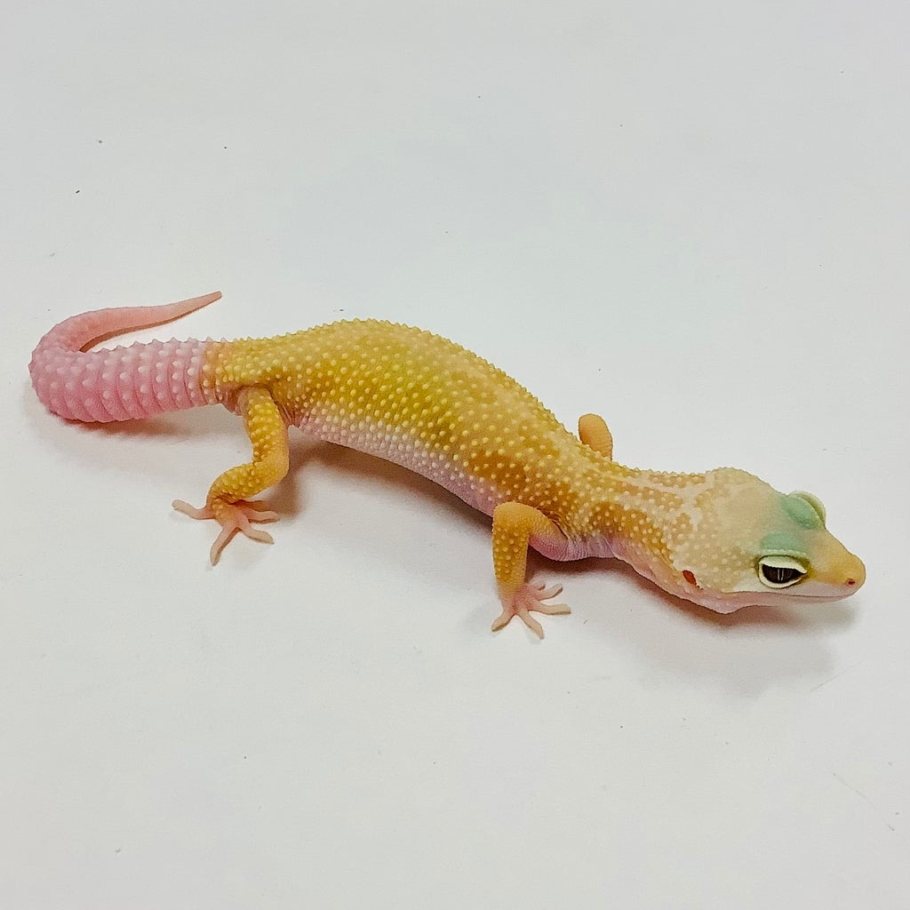 Albino Tremper Murphy Patternless Leopard Gecko by BHB Reptiles ...