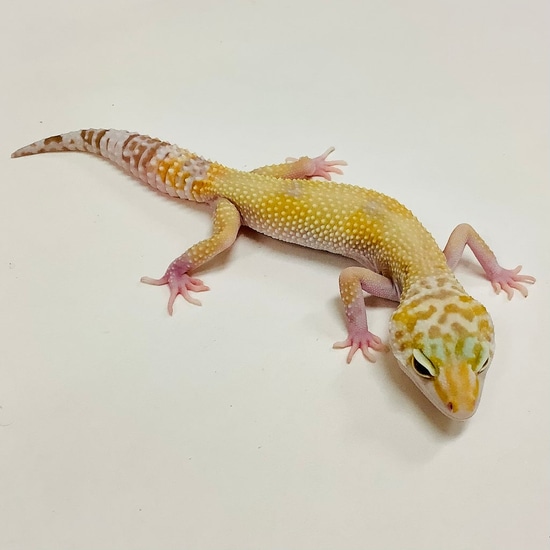 Hypo Tangerine Marble Eye Leopard Gecko by BHB Reptiles
