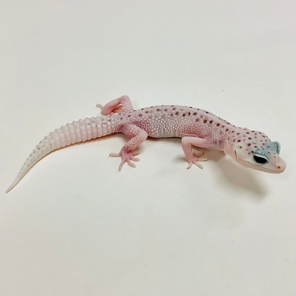 Super Snow W/Y Leopard Gecko by BHB Reptiles - MorphMarket
