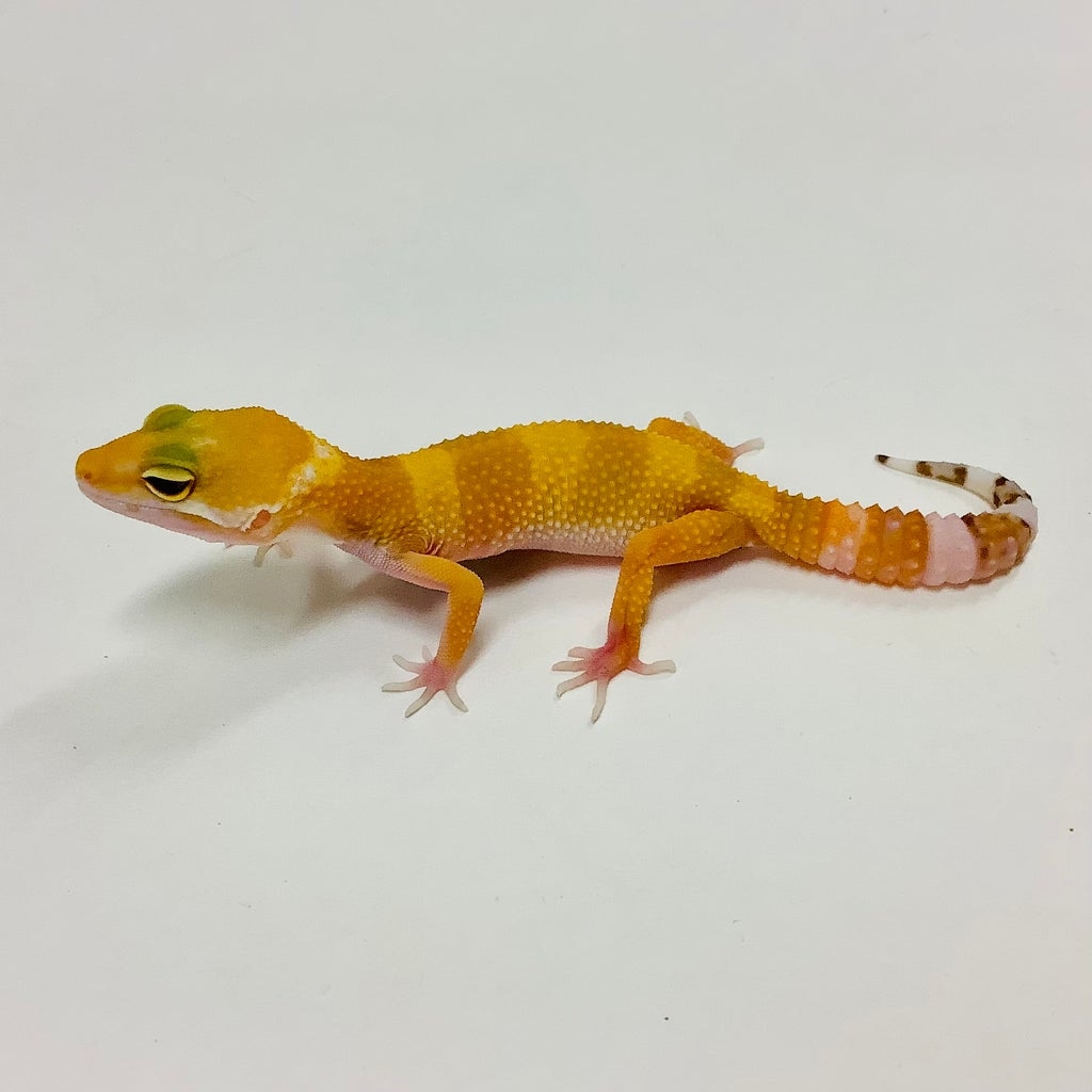 Raptor Leopard Gecko by BHB Reptiles - MorphMarket