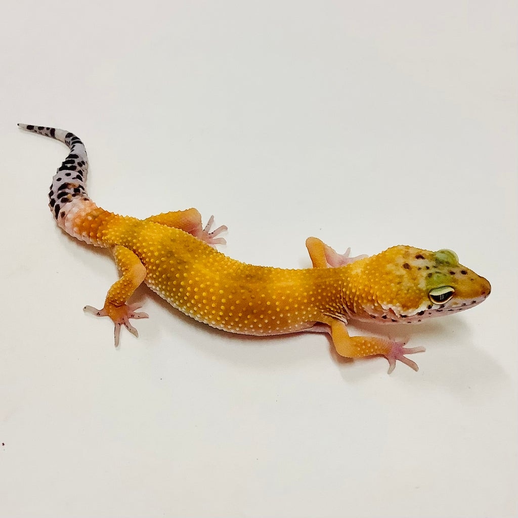Super Hypo Tangerine Carrot Tail Leopard Gecko by BHB Reptiles ...