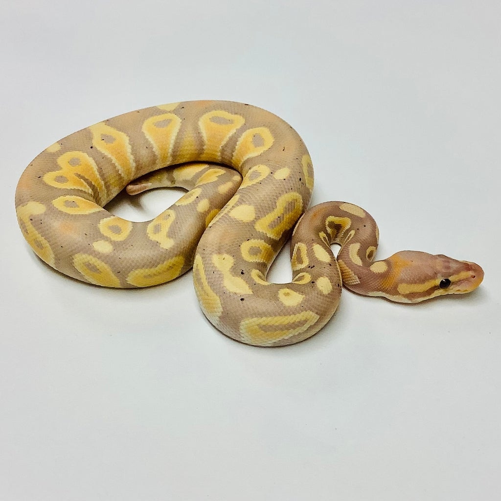 Banana Chocolate Ball Python by BHB Reptiles - MorphMarket