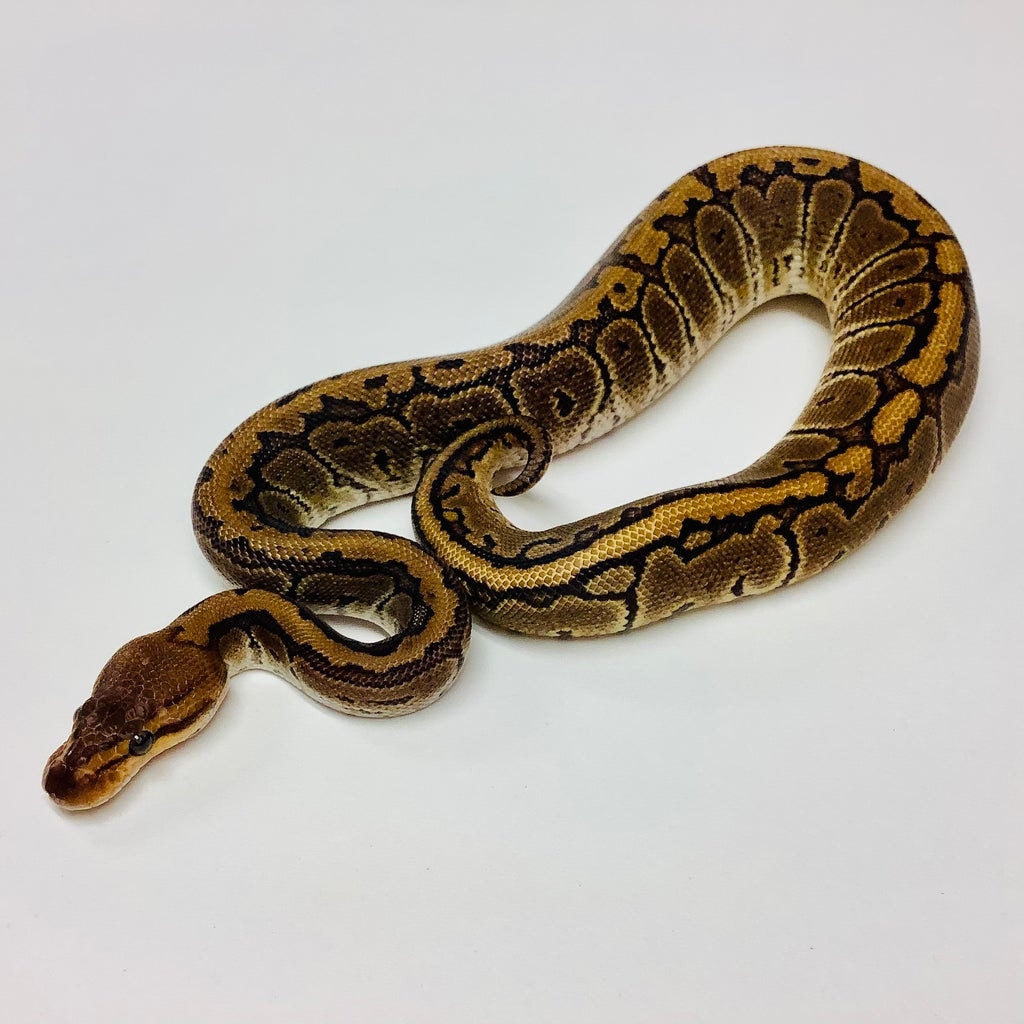 Chocolate Pinstripe Ball Python by BHB Reptiles - MorphMarket