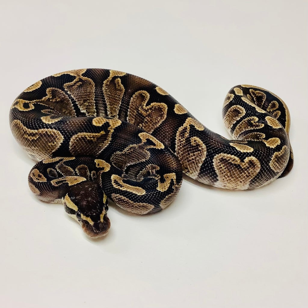 GHI Het Russo Ball Python by BHB Reptiles - MorphMarket