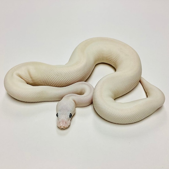 Banana Blue Eyed Leucistic Ball Python by BHB Reptiles