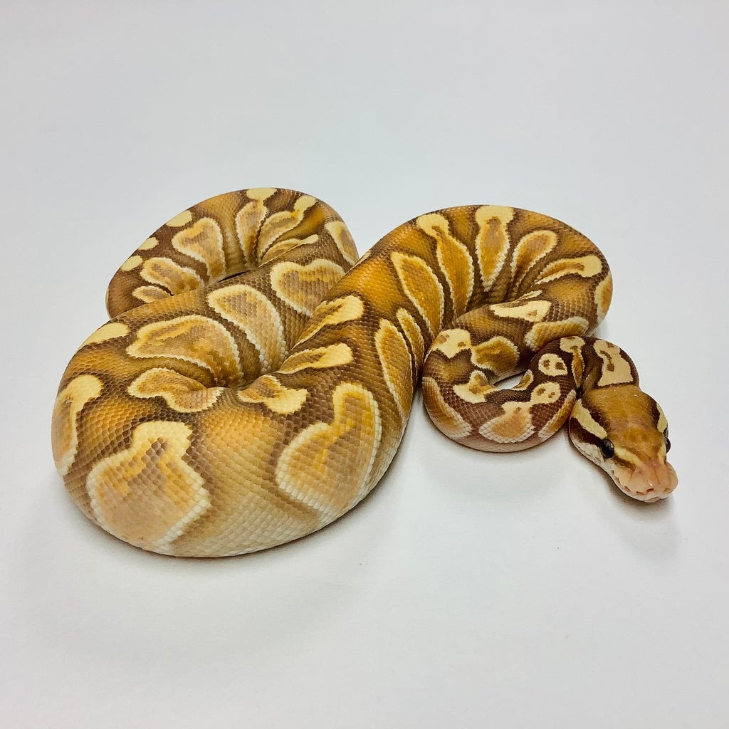 Banana Lesser GHI Ball Python by BHB Reptiles - MorphMarket