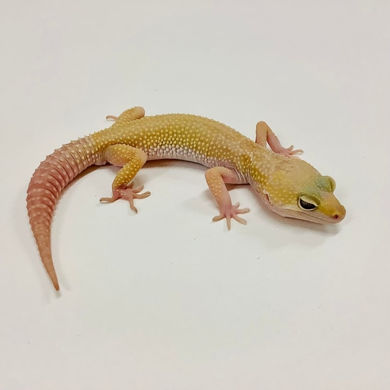 Mack Snow Tremper Albino Murphy Patternless Leopard Gecko by BHB Reptiles