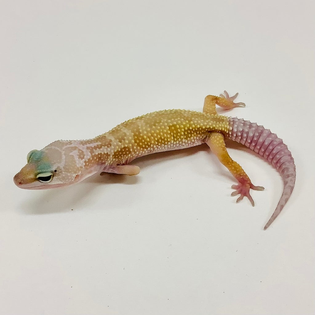 Murphy Patternless Leopard Gecko by BHB Reptiles - MorphMarket