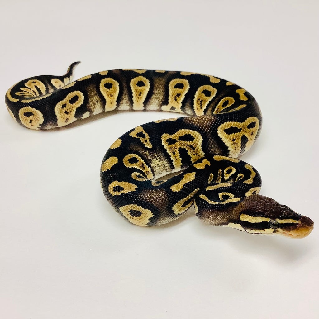 Super Chocolate Ball Python by BHB Reptiles - MorphMarket