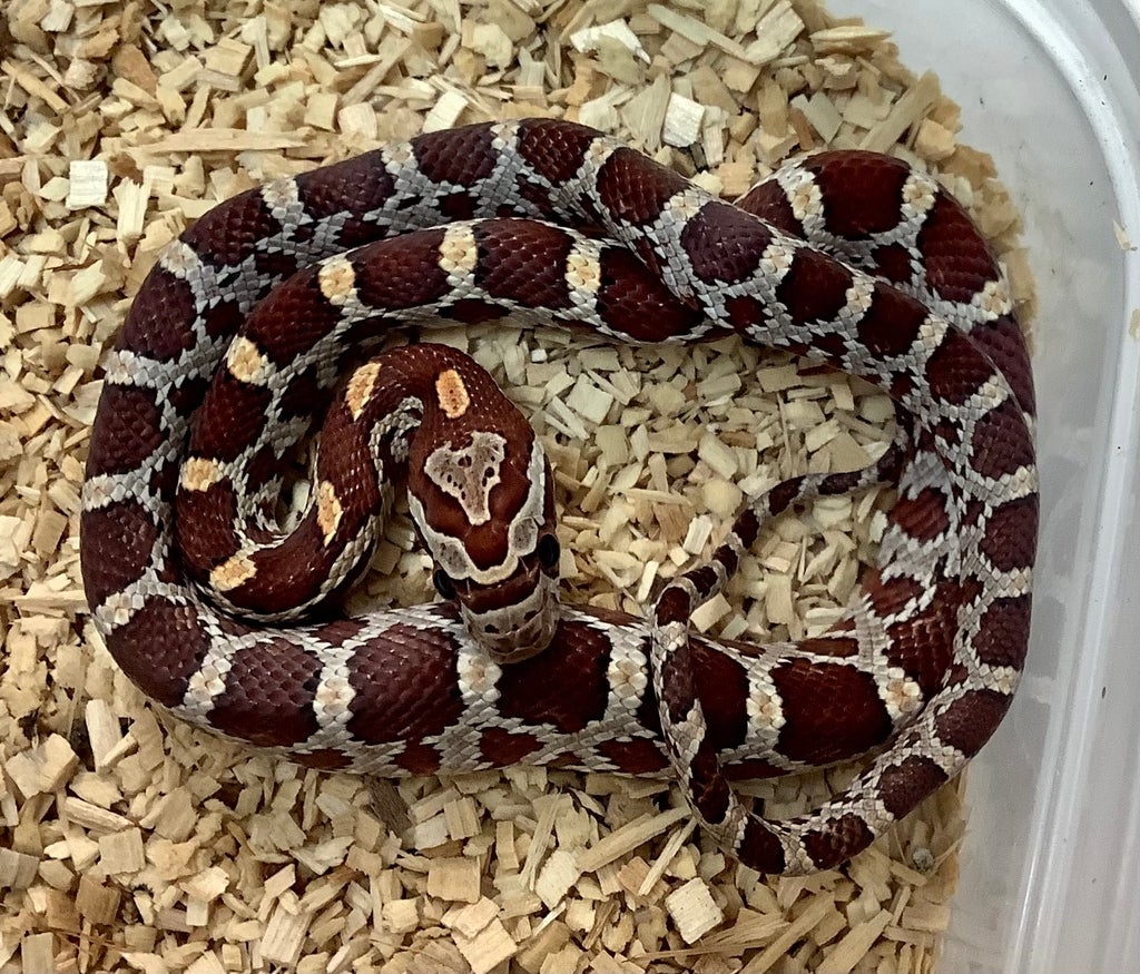 Normal Corn Snake by BHB Reptiles - MorphMarket