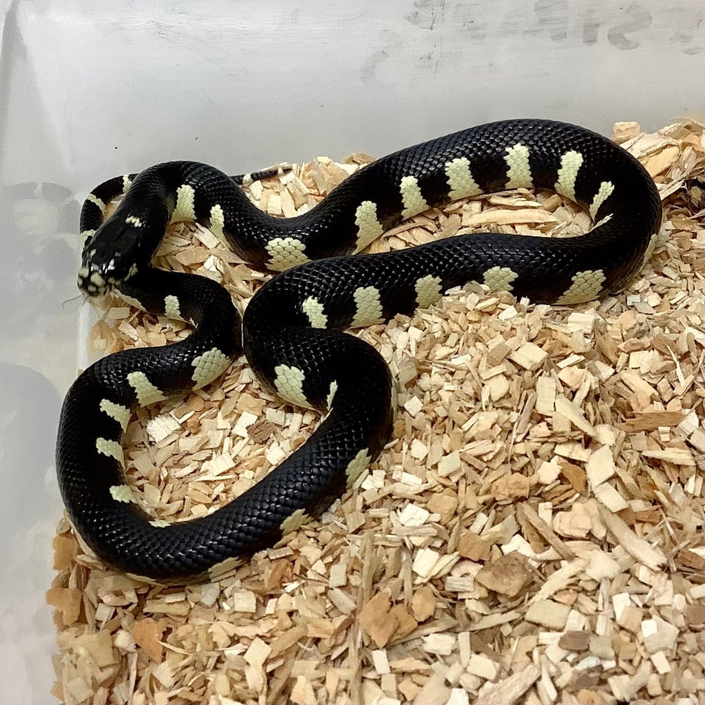 Mosaic California Kingsnake by BHB Reptiles - MorphMarket