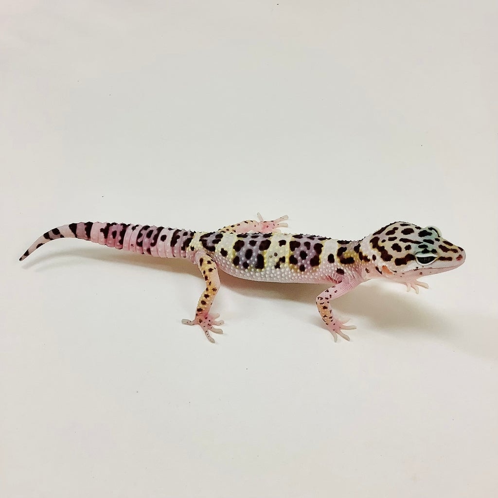 Mack Snow Het Murphy Patternless Leopard Gecko by BHB Reptiles ...