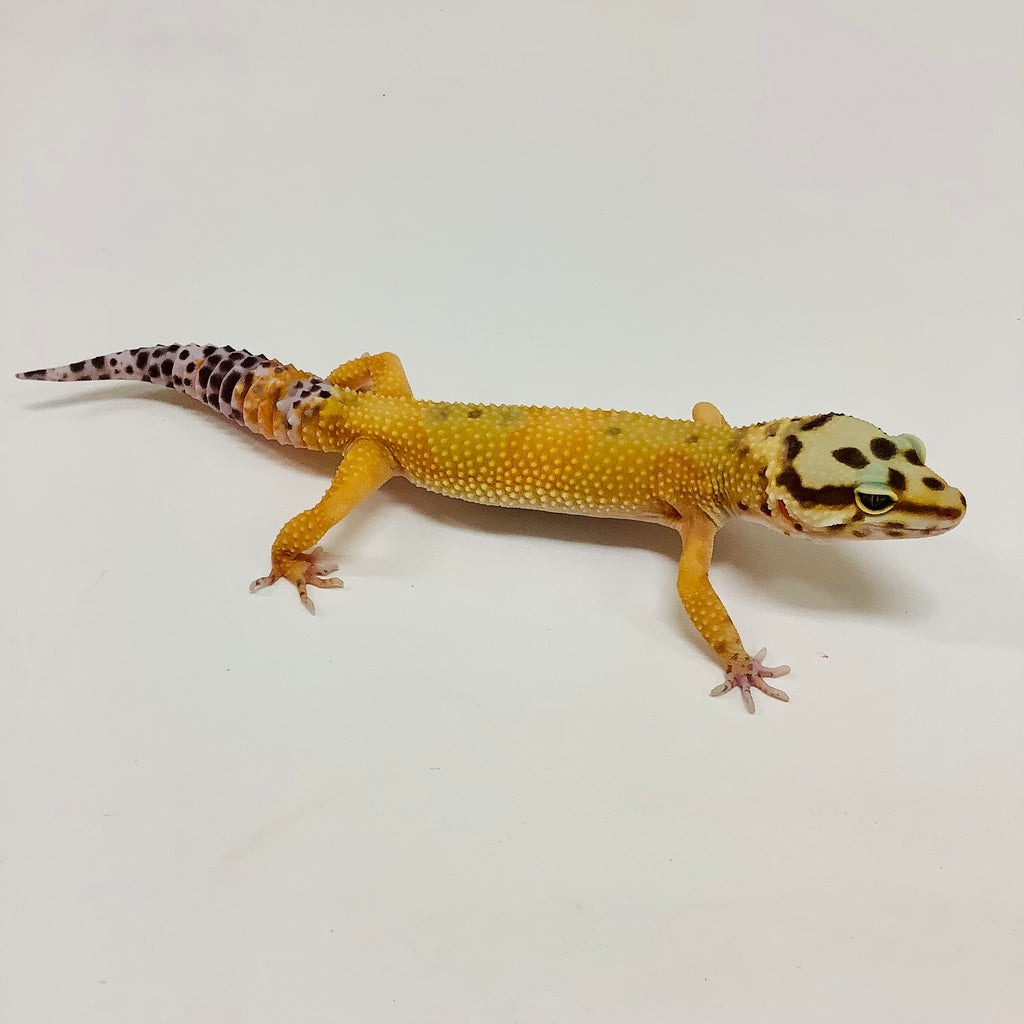 Bandit Hypo Tangerine Leopard Gecko by BHB Reptiles - MorphMarket