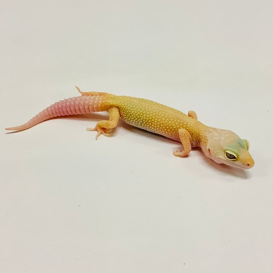 Mack Snow Tremper Albino Murphy Patternless W/Y Leopard Gecko by BHB ...