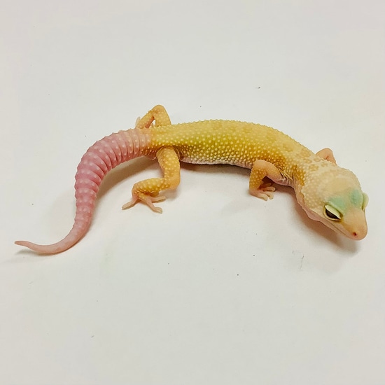 Albino Tremper Murphy Patternless Leopard Gecko by BHB Reptiles