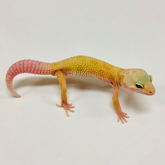 Albino Tremper Murphy Patternless Leopard Gecko by BHB Reptiles