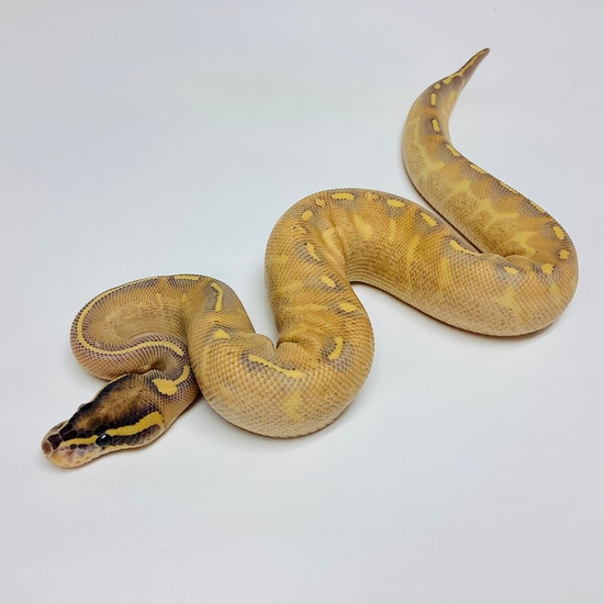 Mardi Gras Ball Python by BHB Reptiles