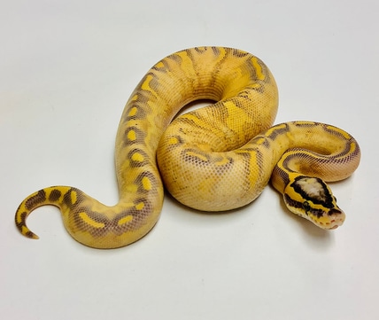Camo Ball Python by BHB Reptiles - MorphMarket