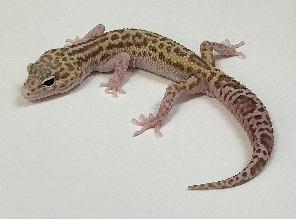 Mack Snow Raptor Leopard Gecko by BHB Reptiles - MorphMarket