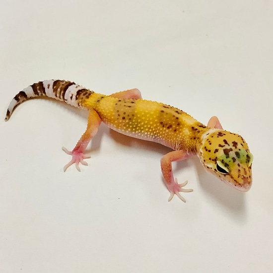 Mack Snow Raptor Leopard Gecko by BHB Reptiles