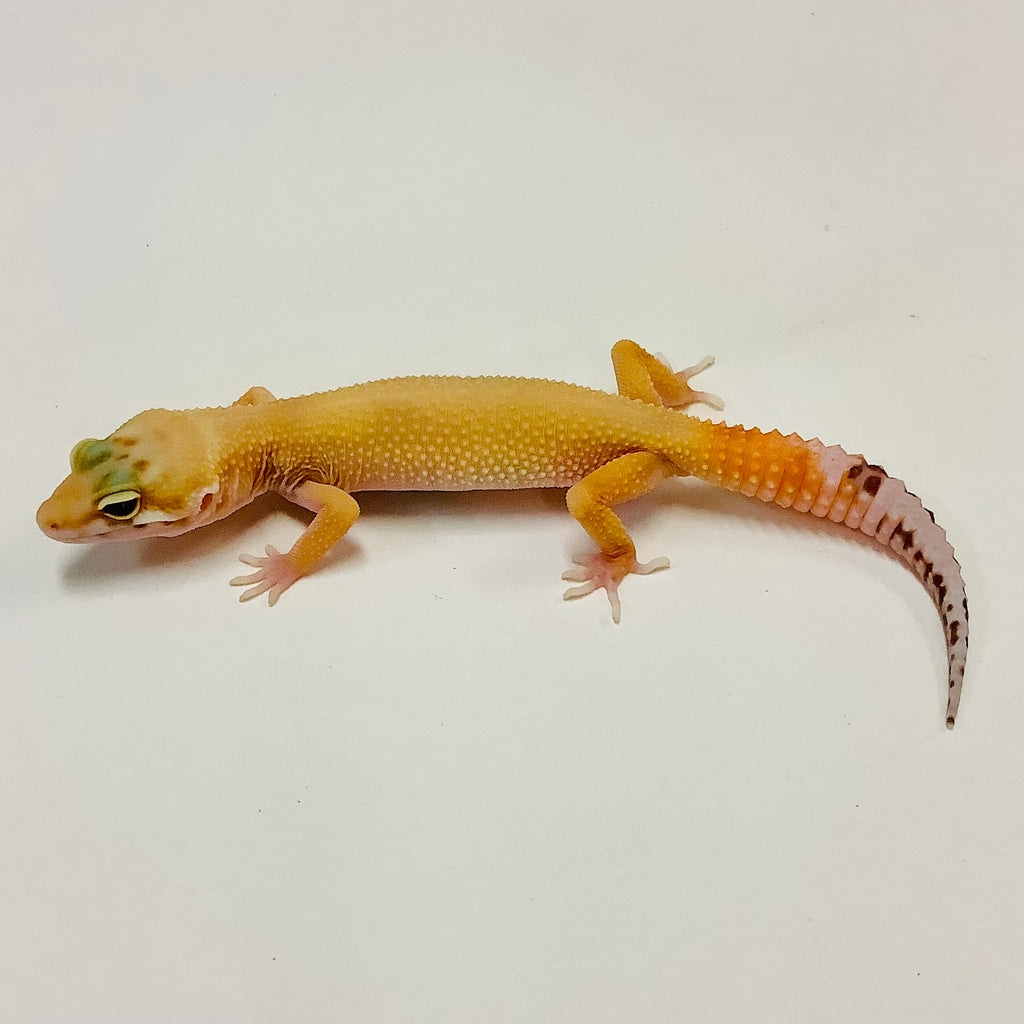 Raptor Leopard Gecko by BHB Reptiles - MorphMarket