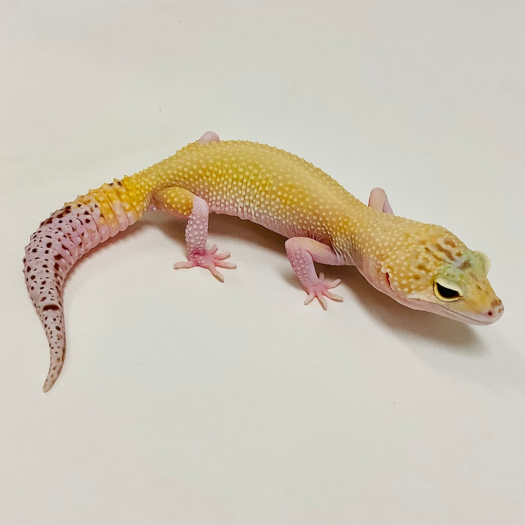 Mack Snow Raptor W/Y Leopard Gecko by BHB Reptiles - MorphMarket