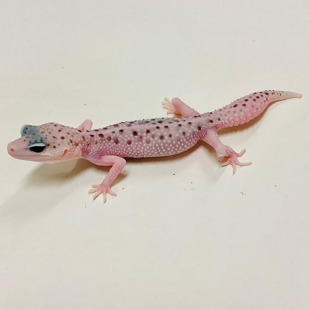 Super Snow W/Y Het Rainwater Leopard Gecko by BHB Reptiles - MorphMarket
